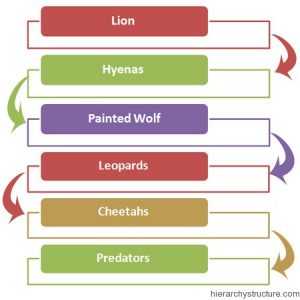 African Animal Hierarchy Chart- Hierarchy Structure
