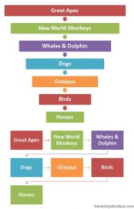 Hierarchy Of Animal Intelligence | Hierarchy structure